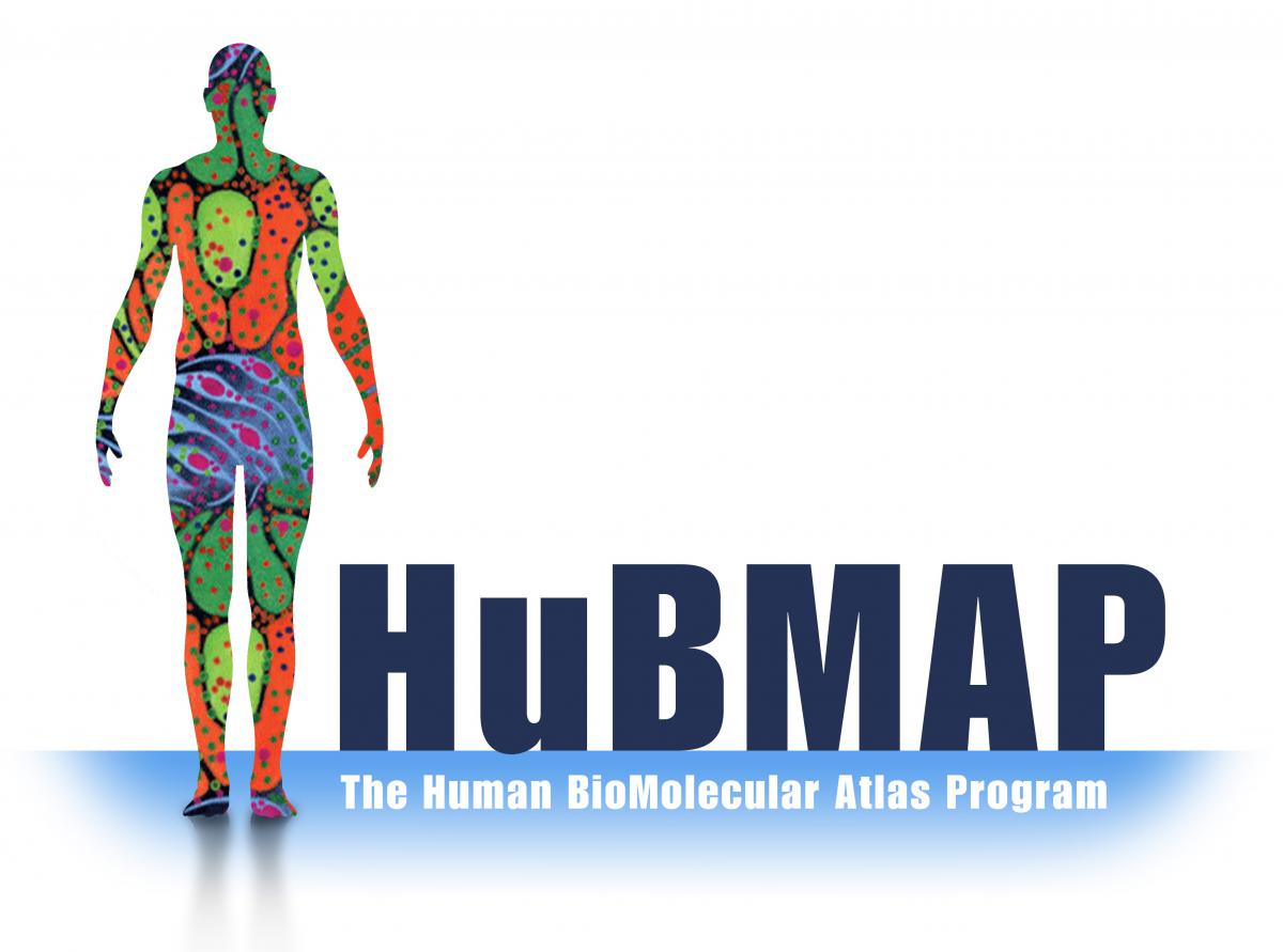 The Human BioMolecular Atlas Program - HuBMAP | NIH Common Fund